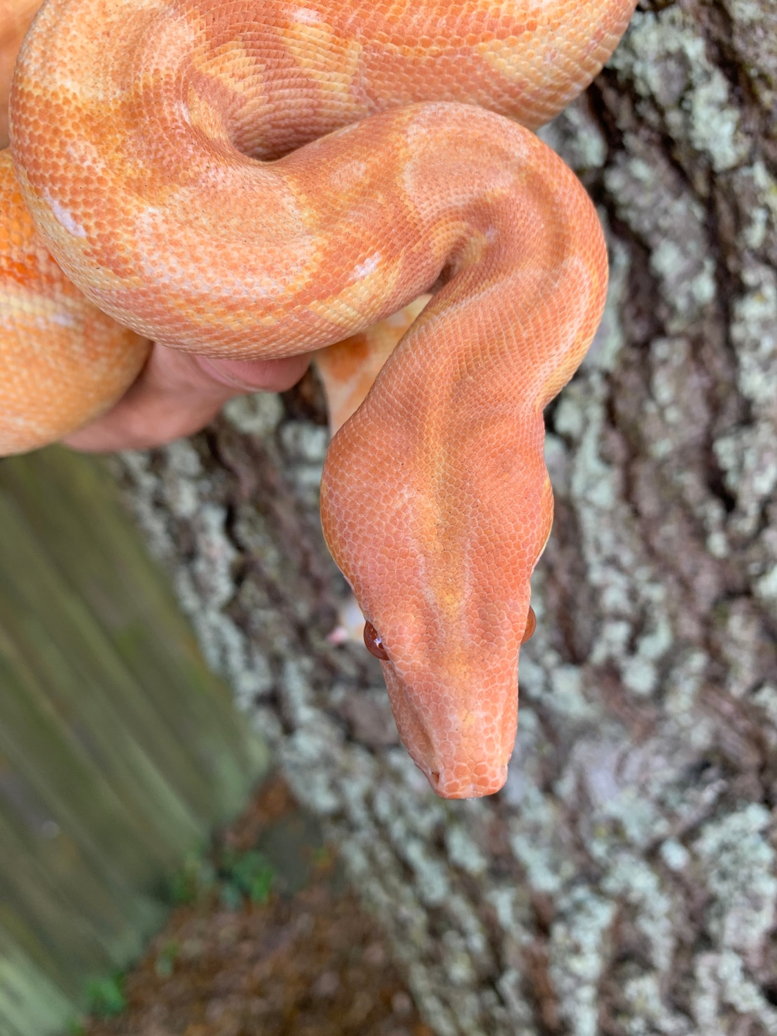 Red Dragon Boa Boa Constrictor by Xtreme Exotics - MorphMarket