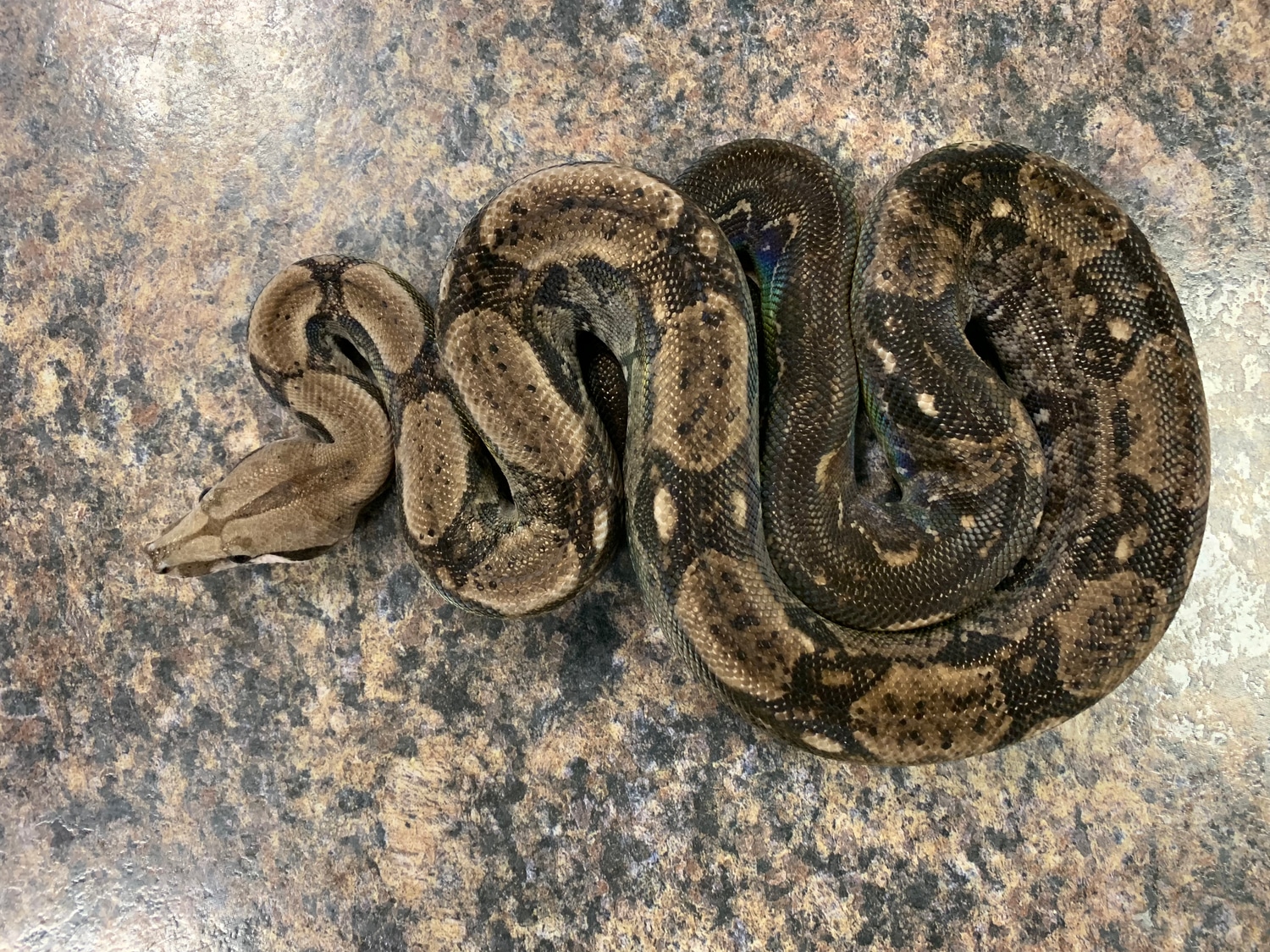 Type II Black Eyed Anery Boa Constrictor by Xtreme Exotics - MorphMarket