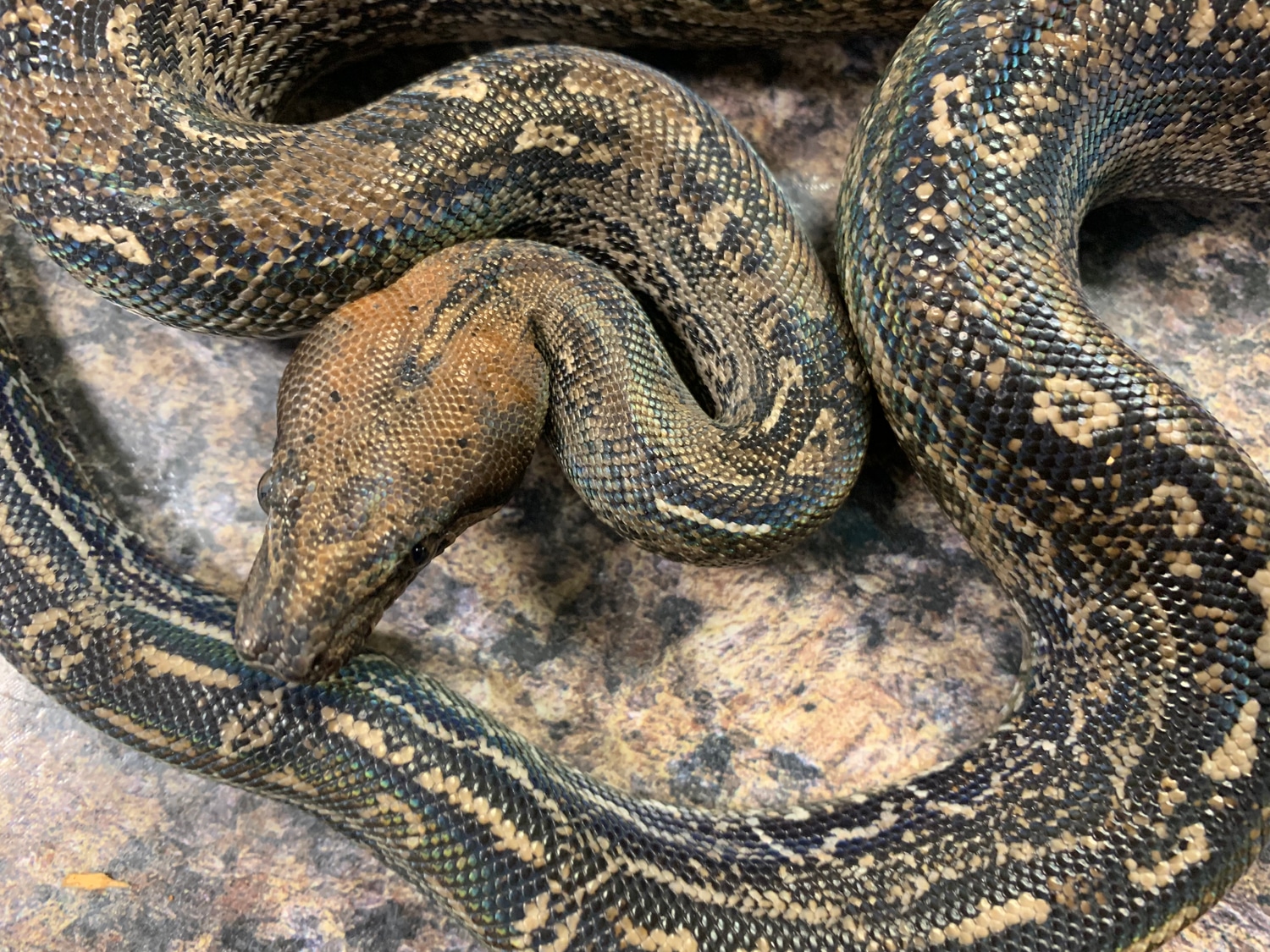 Leopard Boa Boa Constrictor by Xtreme Exotics - MorphMarket