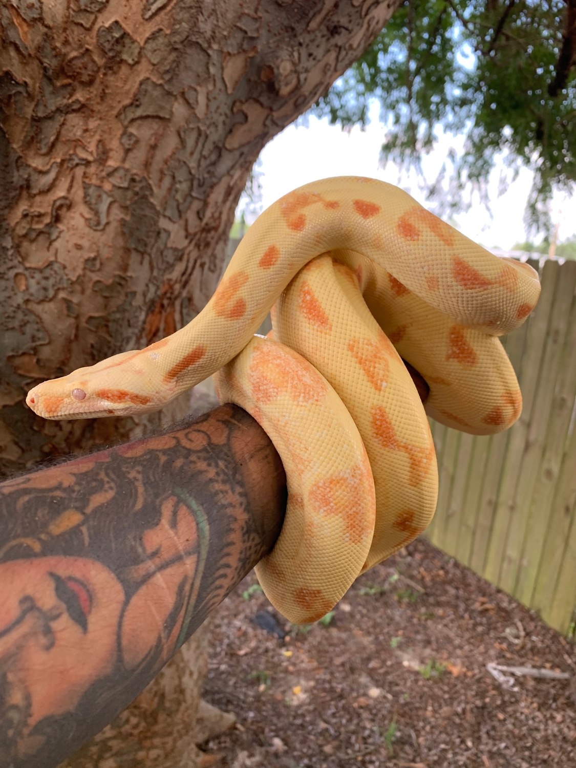 Kahl Sunglow Boa Constrictor by Xtreme Exotics - MorphMarket