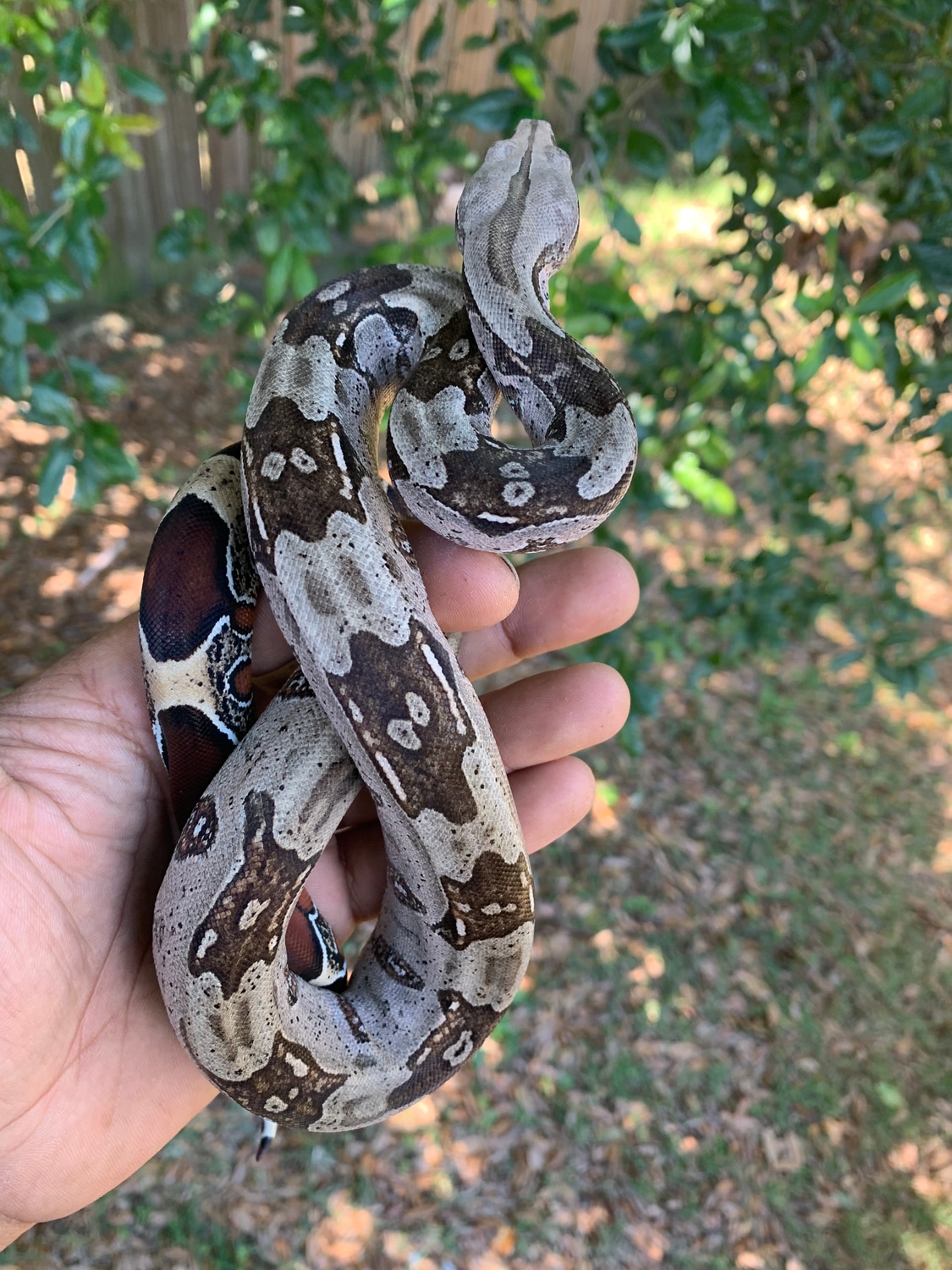 Suriname True Red-tailed Boa Constrictor by Xtreme Exotics - MorphMarket