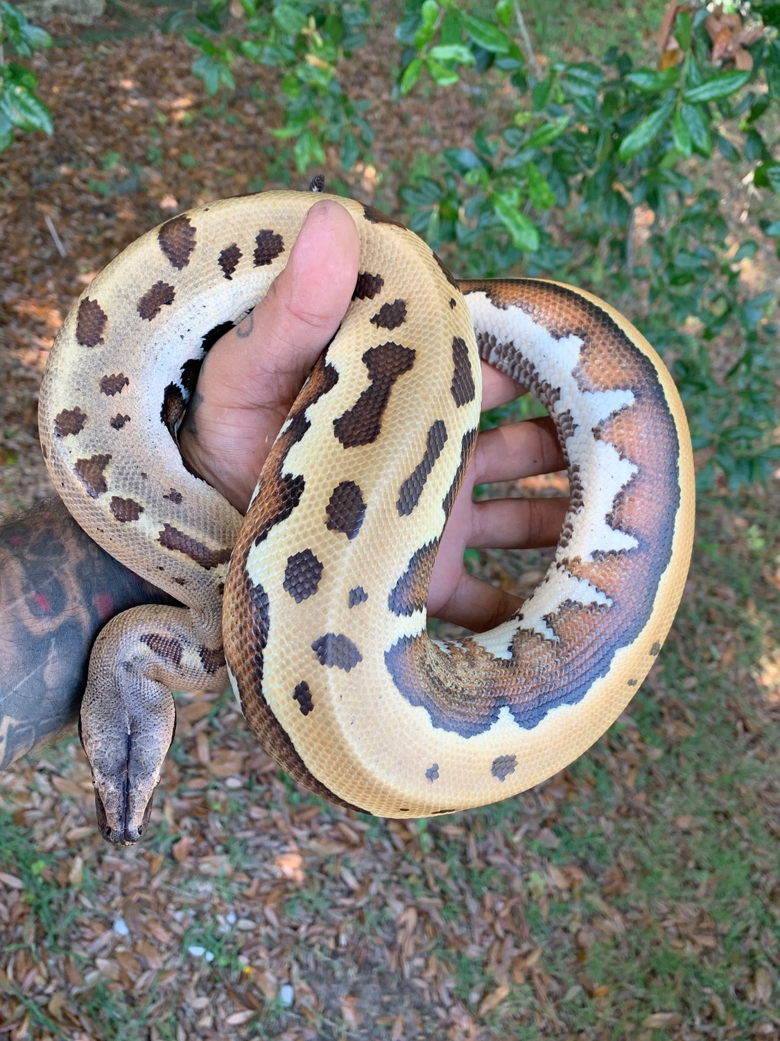 Goldeneye Blood Python by Xtreme Exotics - MorphMarket