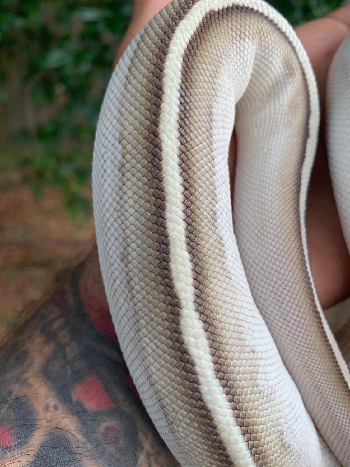 Pastel Lesser Super Cypress Ball Python by Xtreme Exotics - MorphMarket