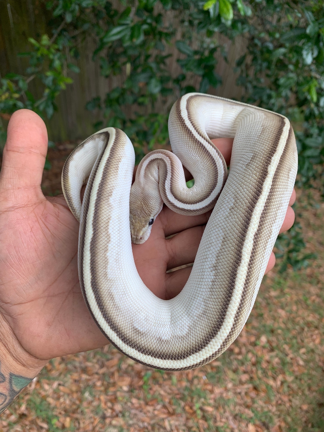 Pastel Lesser Super Cypress Ball Python by Xtreme Exotics - MorphMarket