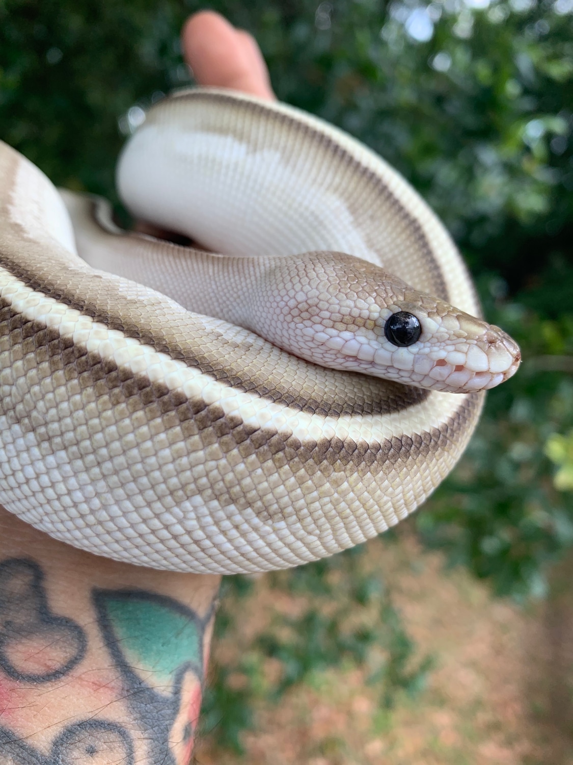 Pastel Lesser Super Cypress Ball Python by Xtreme Exotics - MorphMarket
