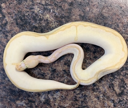 Xtreme Exotics - MorphMarket