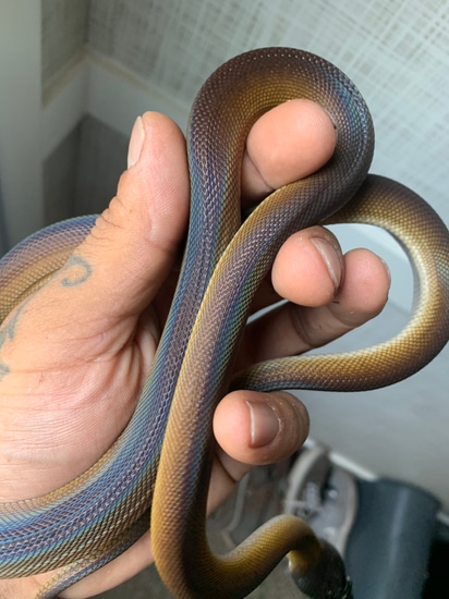 White Lipped Python White-Lipped Python by Xtreme Exotics