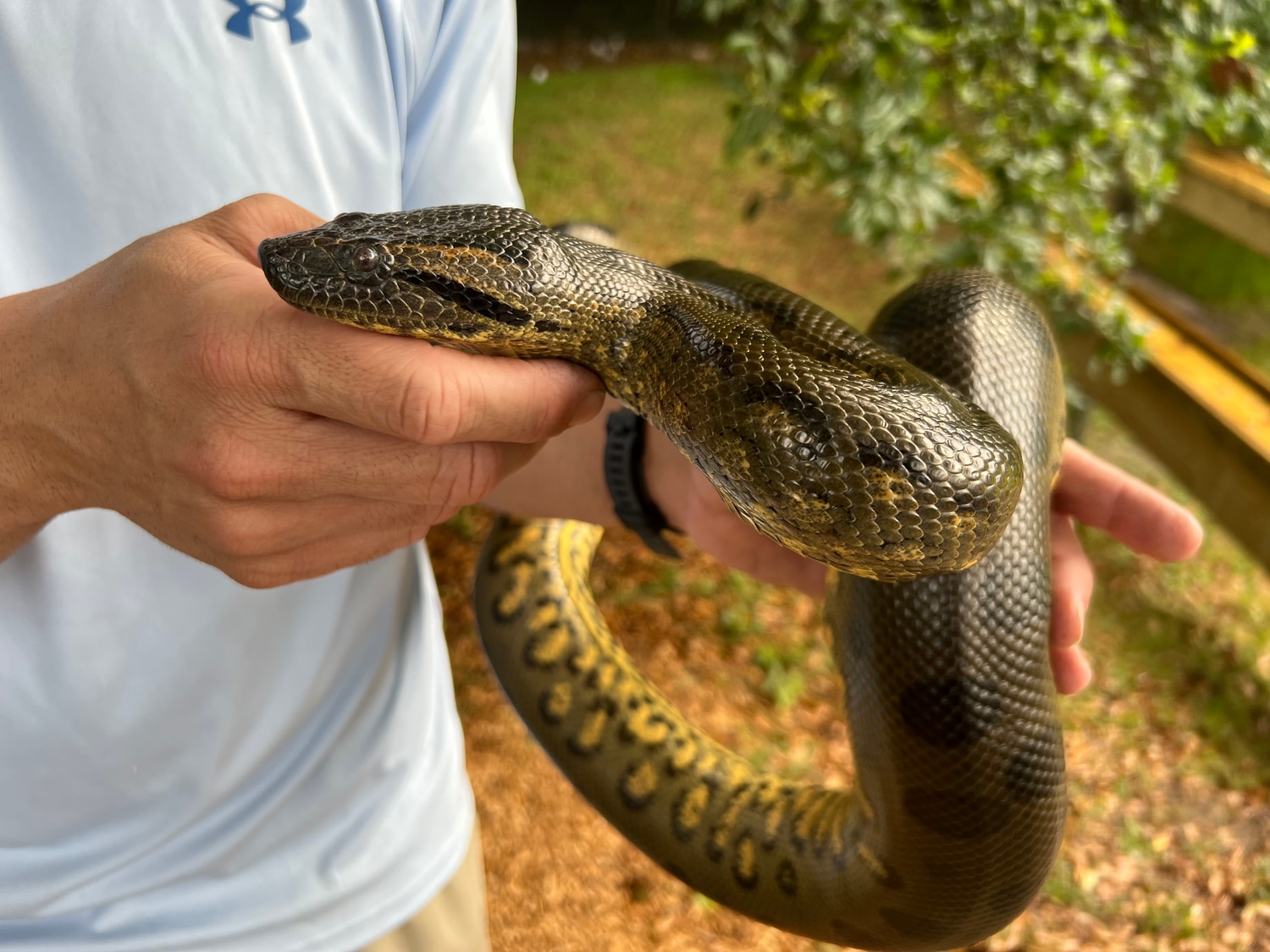 TAME Female Green Anaconda by Xtreme Exotics - MorphMarket