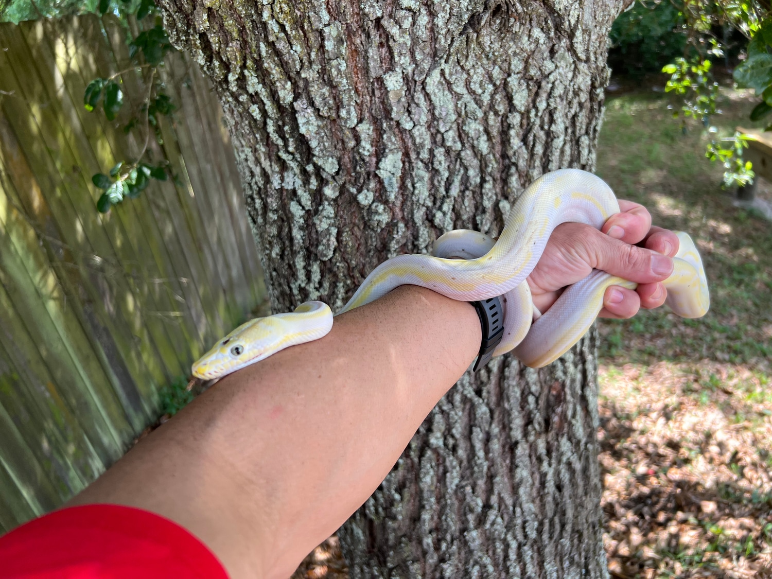 Female Cow Reticulated Python by Xtreme Exotics - MorphMarket