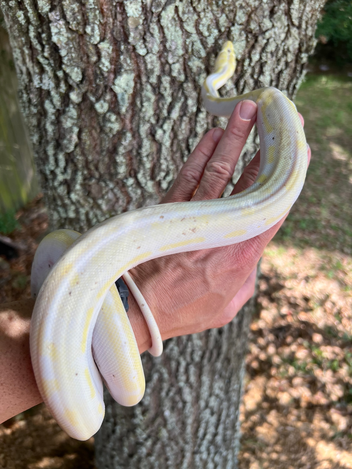 Female Cow Reticulated Python by Xtreme Exotics - MorphMarket