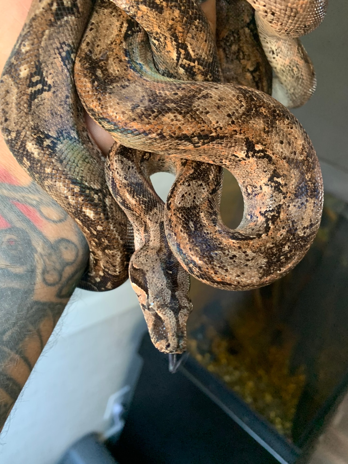 Tarahumara Mountain Boa Pair Boa Constrictor by Xtreme Exotics - MorphMarket