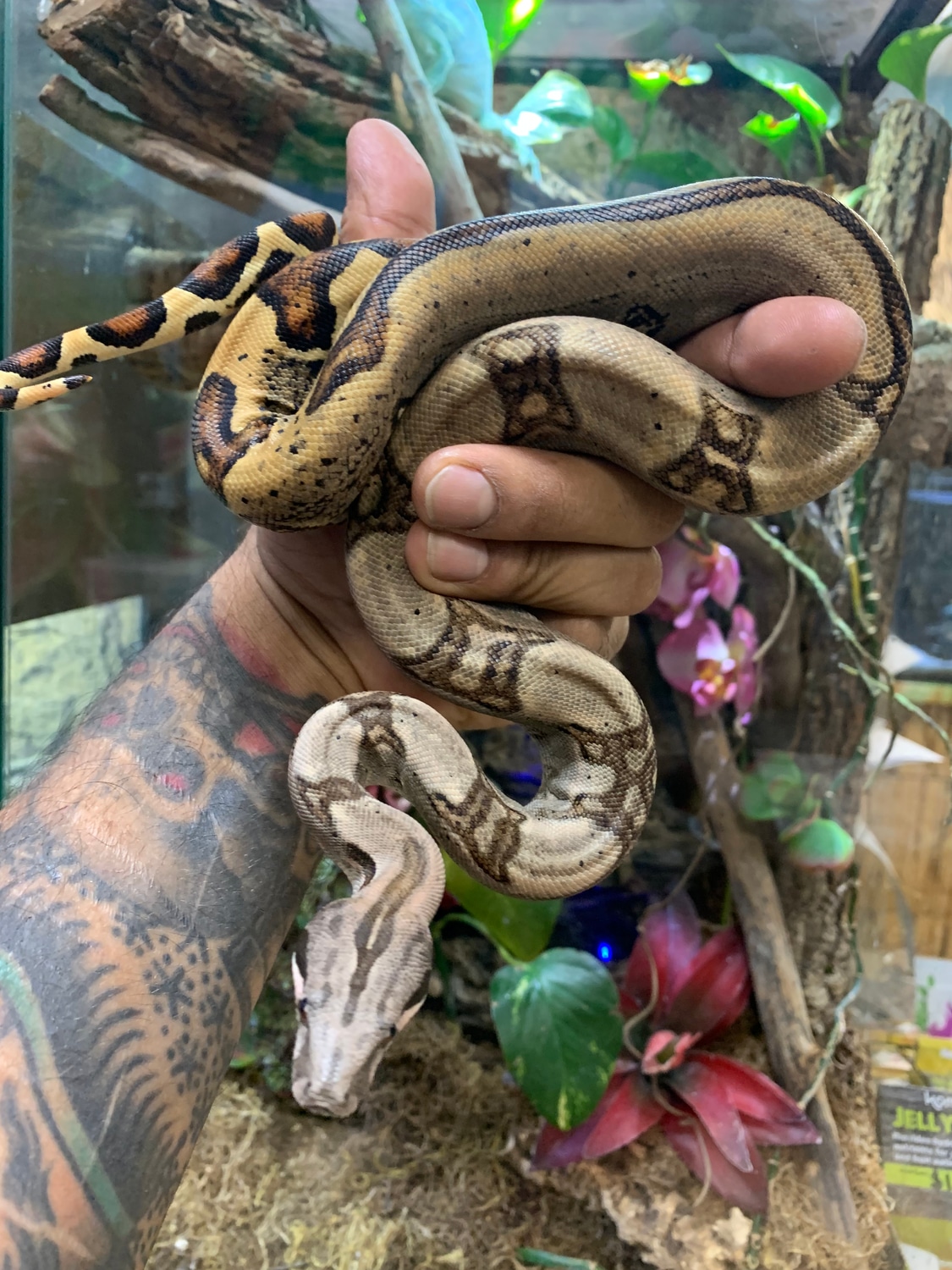 Jungle 100% Het Kahl Albino Boa Constrictor by Xtreme Exotics - MorphMarket