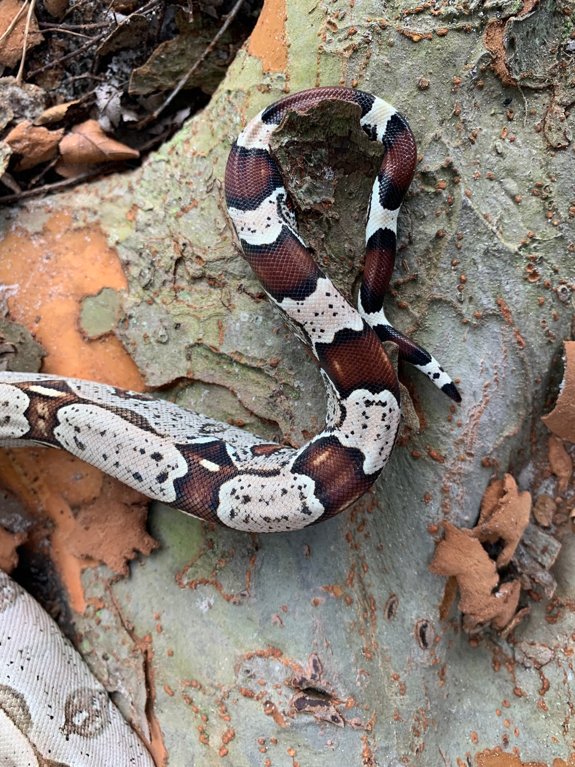 Female Suriname With Aberrant Pattern True Red-tailed Boa Constrictor ...
