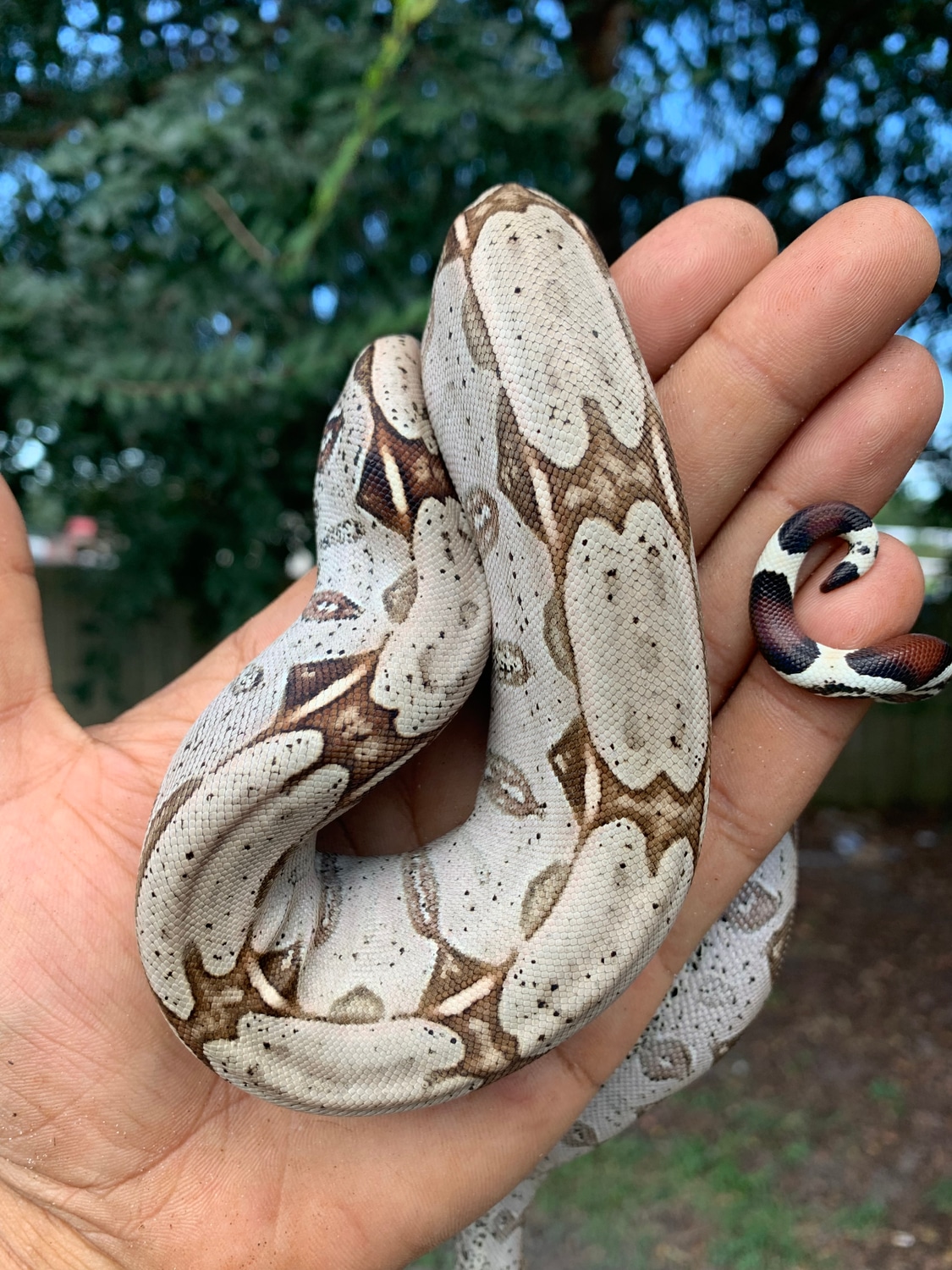 Female Suriname With Aberrant Pattern True Red-tailed Boa Constrictor ...