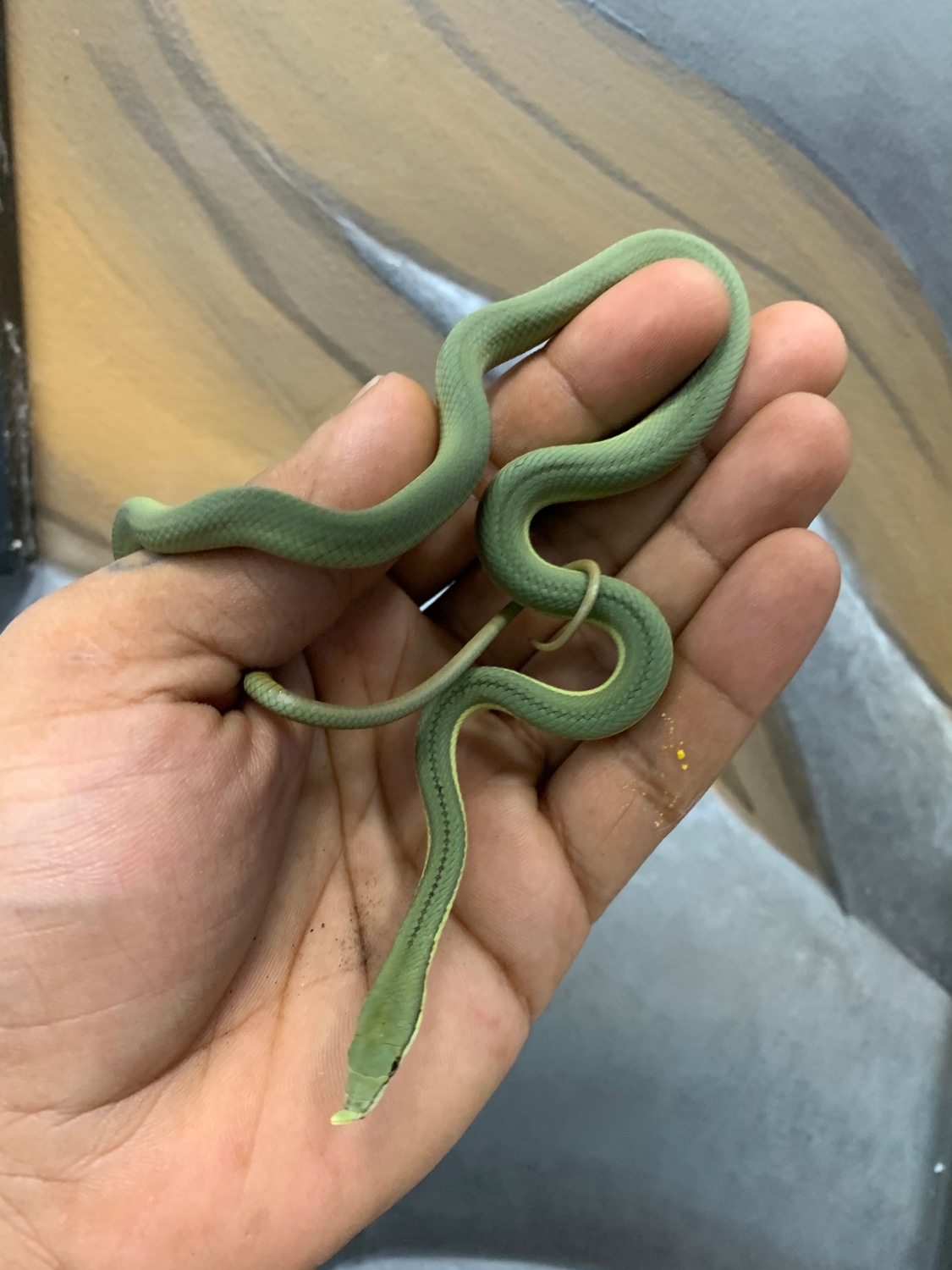 Baron’s Racers! More Colubrid by Xtreme Exotics - MorphMarket