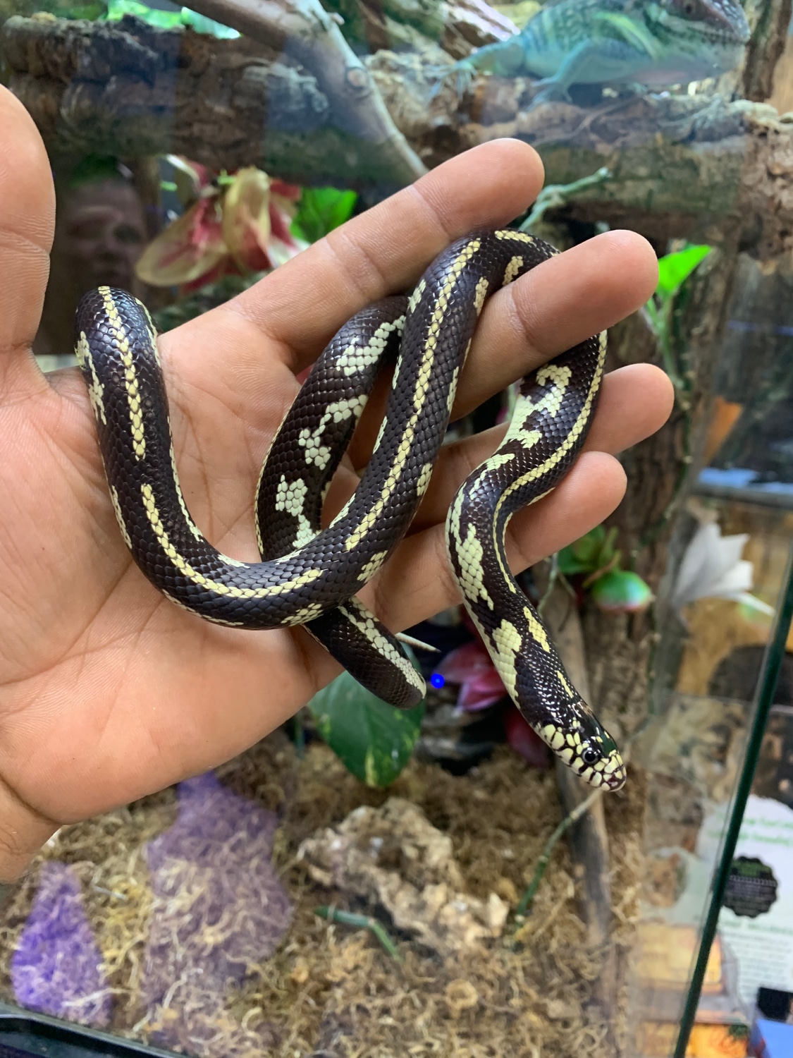 Striped Chocolate California Kingsnake by Xtreme Exotics - MorphMarket