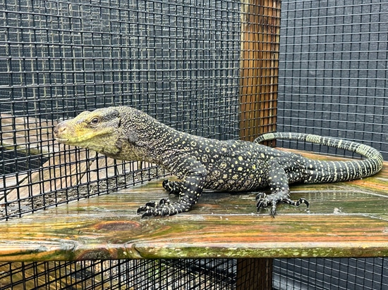 Large Adult Male Crocodile Monitors! by Xtreme Exotics