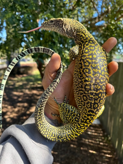 Stunning Orange Spotted Blue Tailed Monitor Other Monitor by Xtreme ...