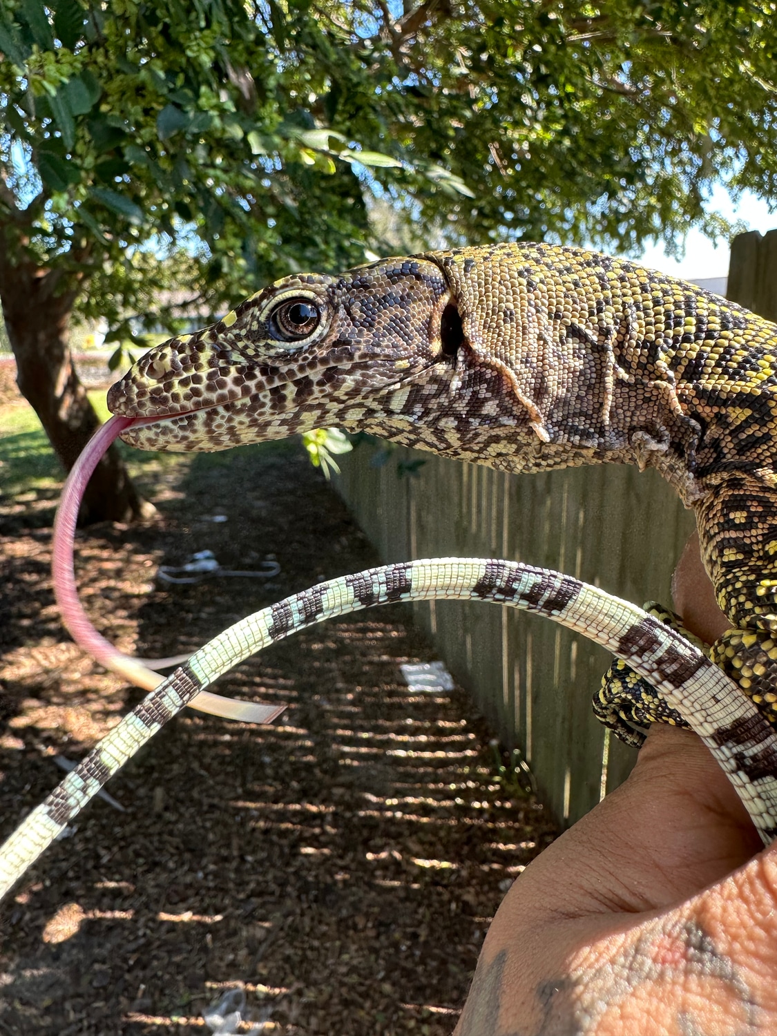 Stunning Orange Spotted Blue Tailed Monitor Other Monitor by Xtreme ...