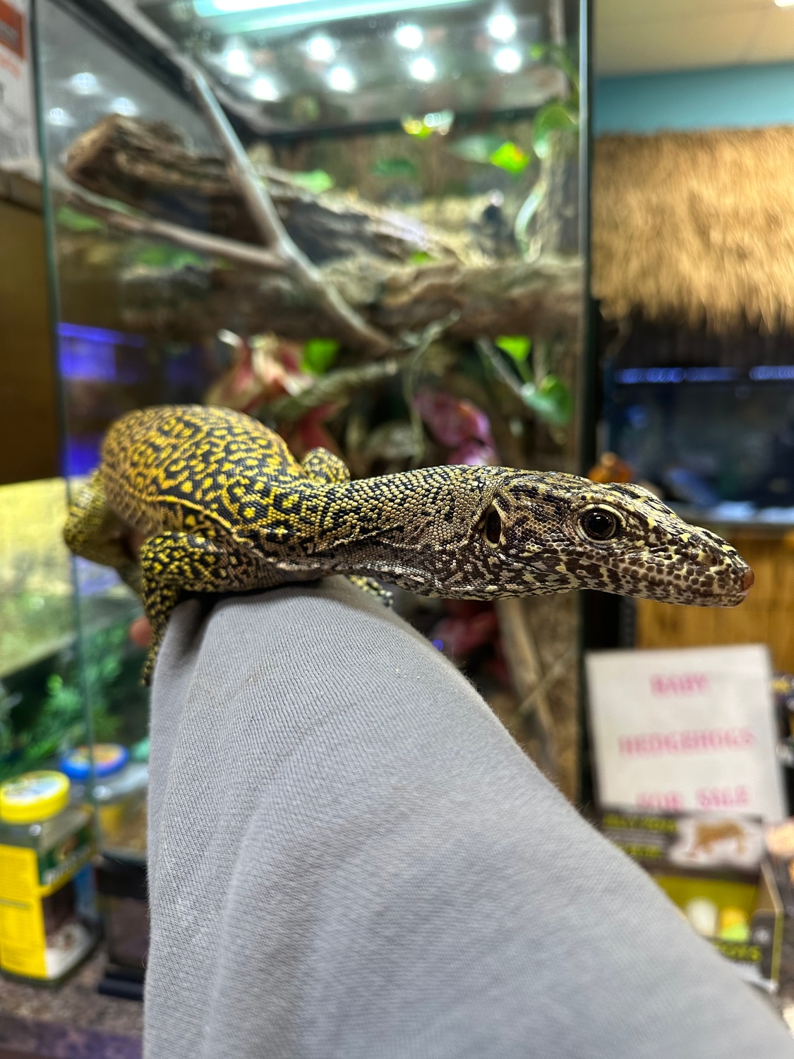 Stunning Orange Spotted Blue Tailed Monitor Other Monitor by Xtreme ...