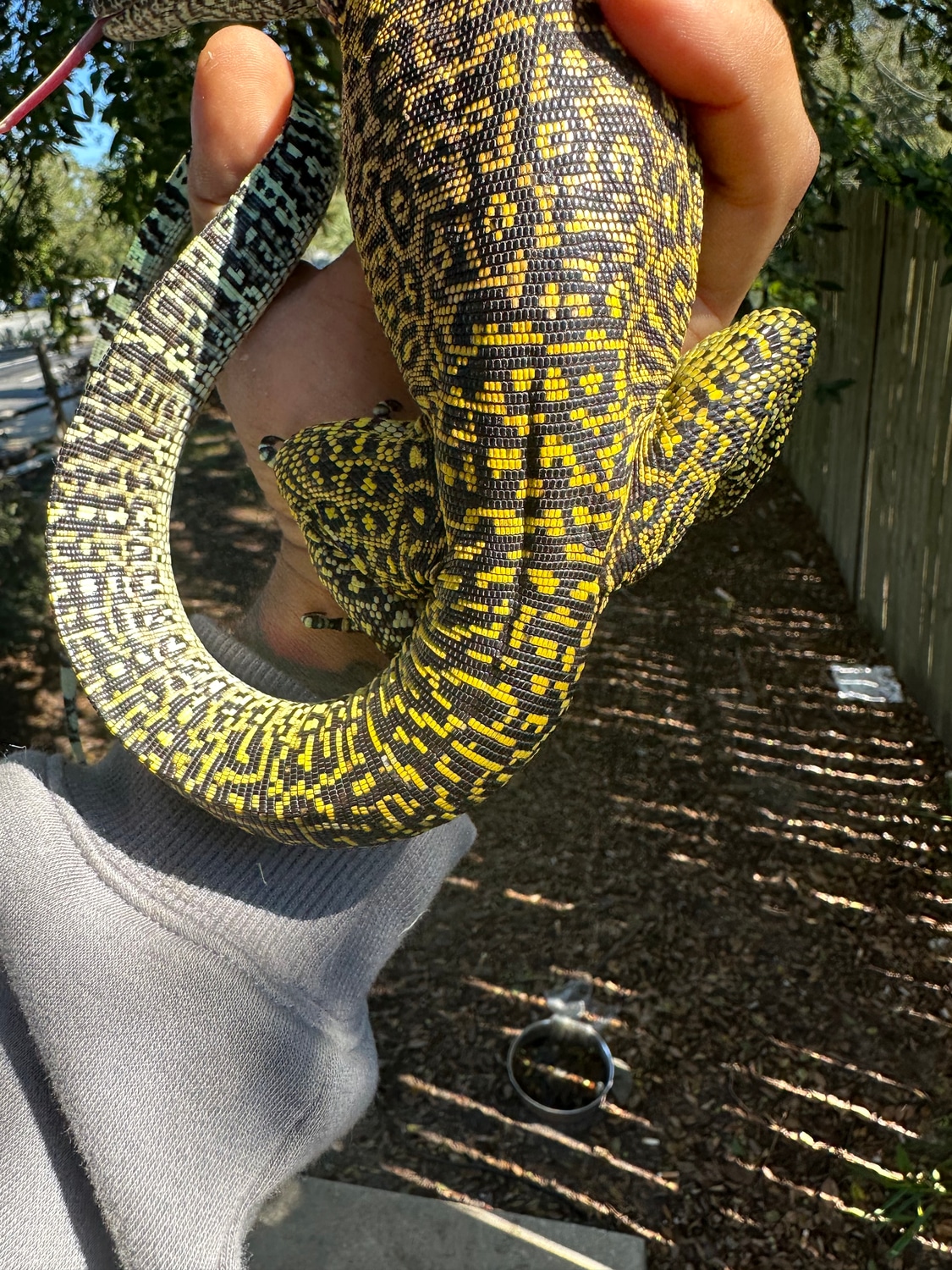 Stunning Orange Spotted Blue Tailed Monitor Other Monitor by Xtreme ...