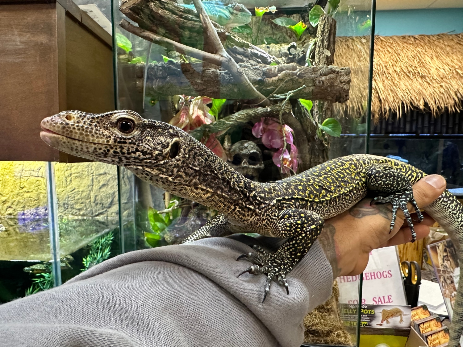 Long-term Captive Blue-tailed Monitor Other Monitor by Xtreme Exotics ...