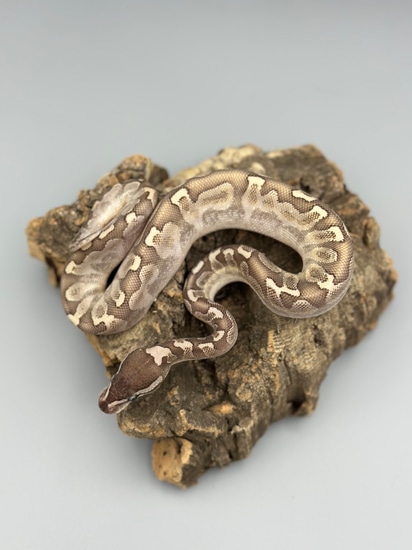 Bamboo GHI Ball Python by Xtreme Exotics
