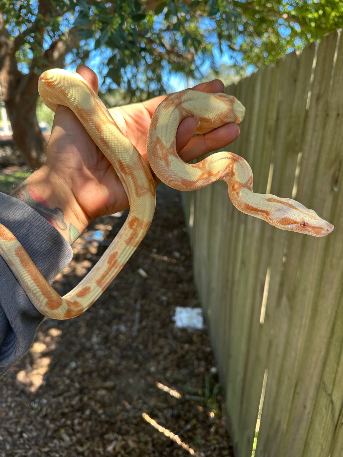 Female Sunglow Boa Boa Constrictor by Xtreme Exotics - MorphMarket