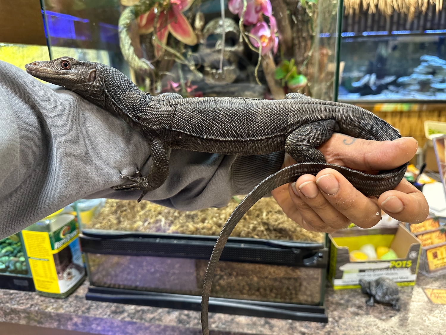 Black Dragon Water Monitor by Xtreme Exotics - MorphMarket