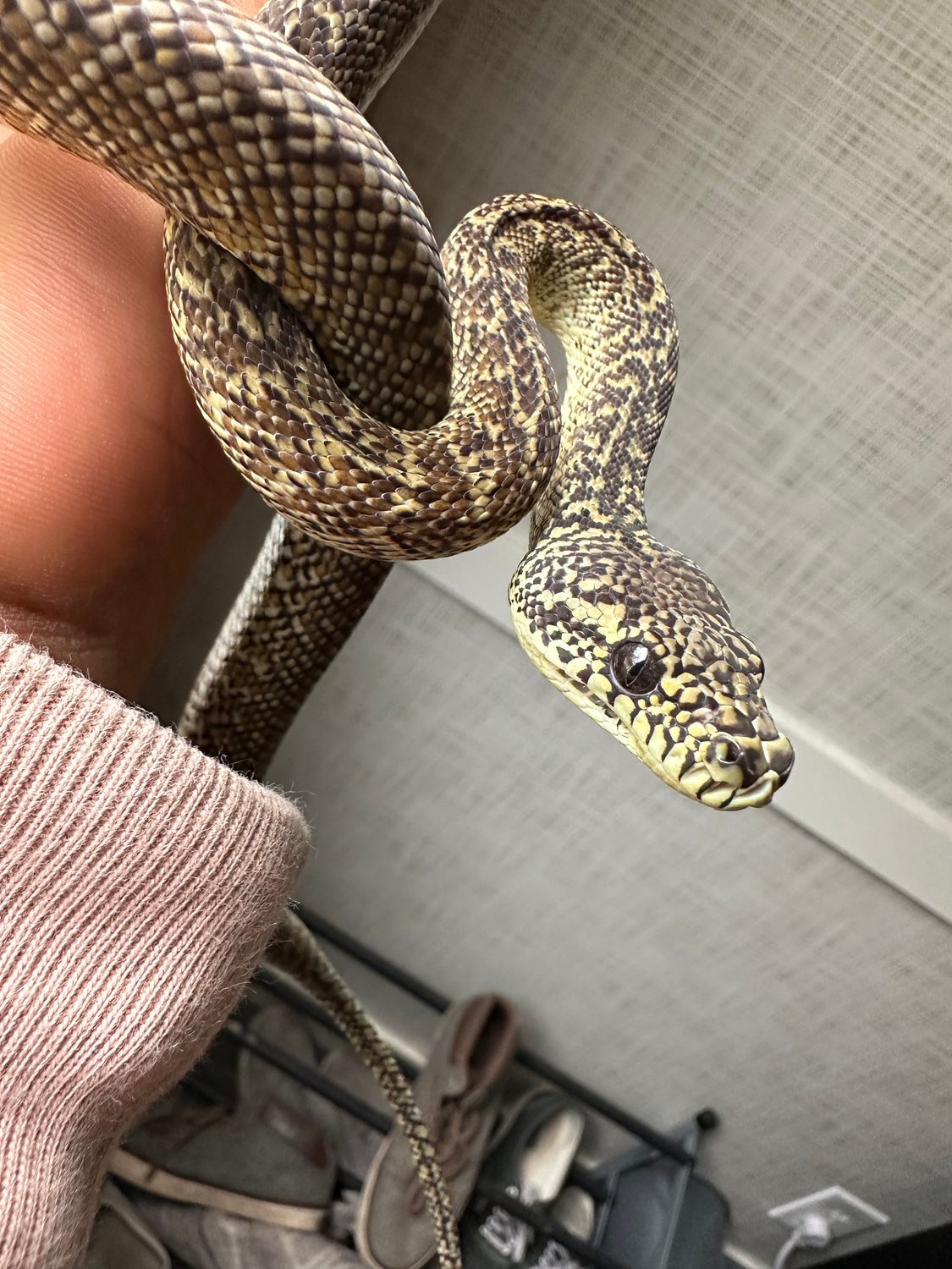 Granite Carpet Python Irian Jaya Carpet Python by Xtreme Exotics ...