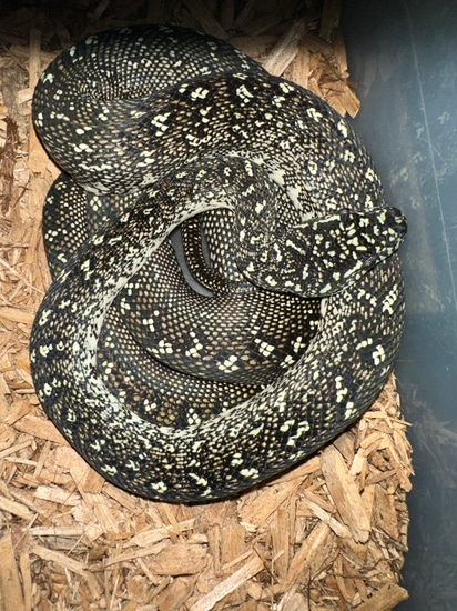 Diamond Python Diamond Carpet Python by Xtreme Exotics