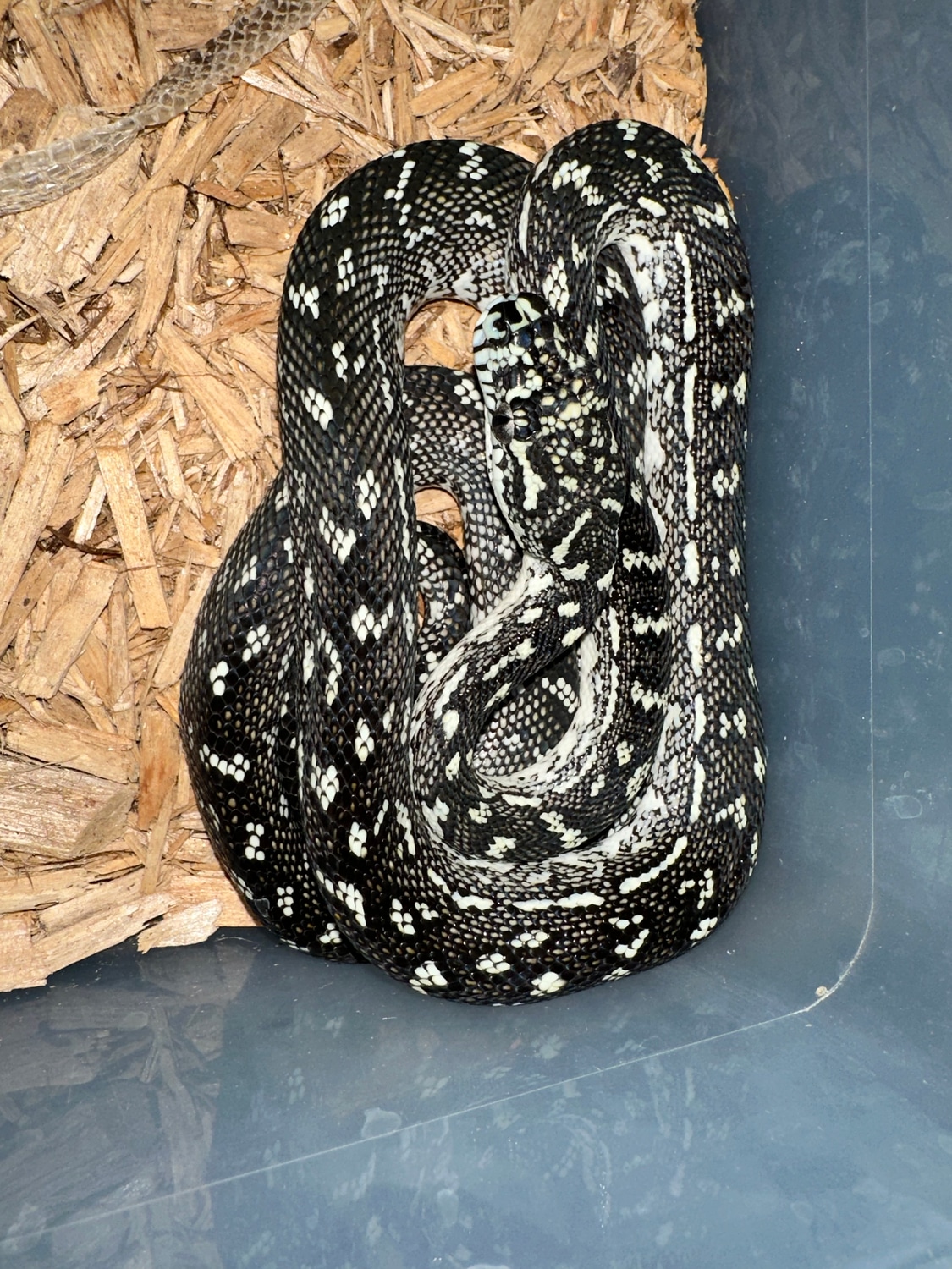 Diamond Carpet Python by Xtreme Exotics - MorphMarket