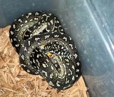 Diamond Carpet Pythons for Sale - MorphMarket US & Canada