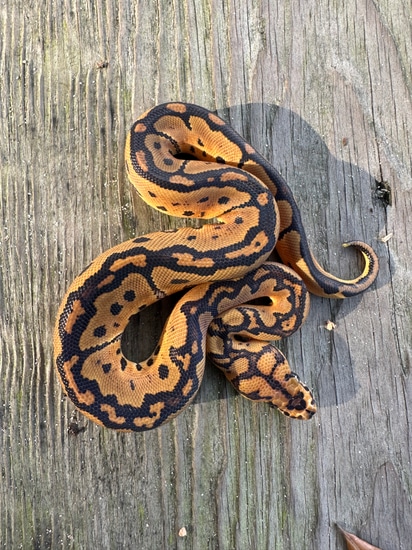 Blade HGW Leopard YB Clown Ball Python by Xtreme Exotics