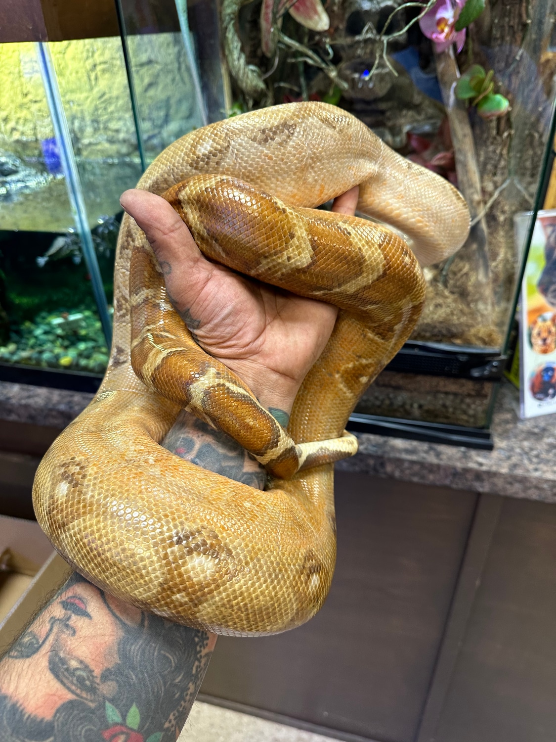 Hypo Hog Island Boa Constrictor by Xtreme Exotics - MorphMarket