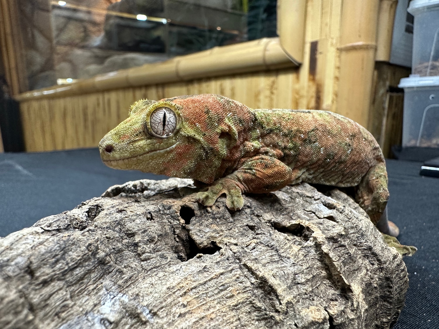 High Red Mainland Chahoua Gecko by Xtreme Exotics - MorphMarket