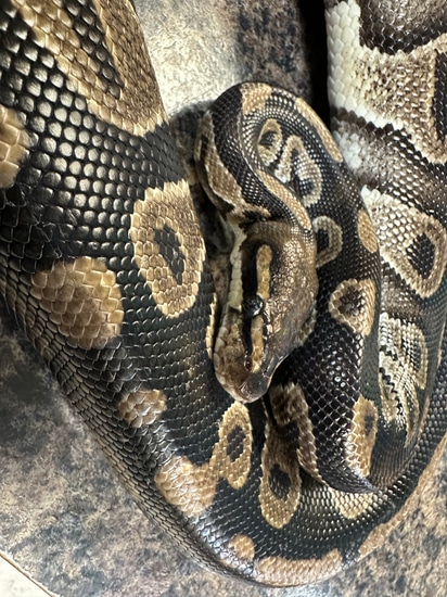 Raven Ball Python by Xtreme Exotics