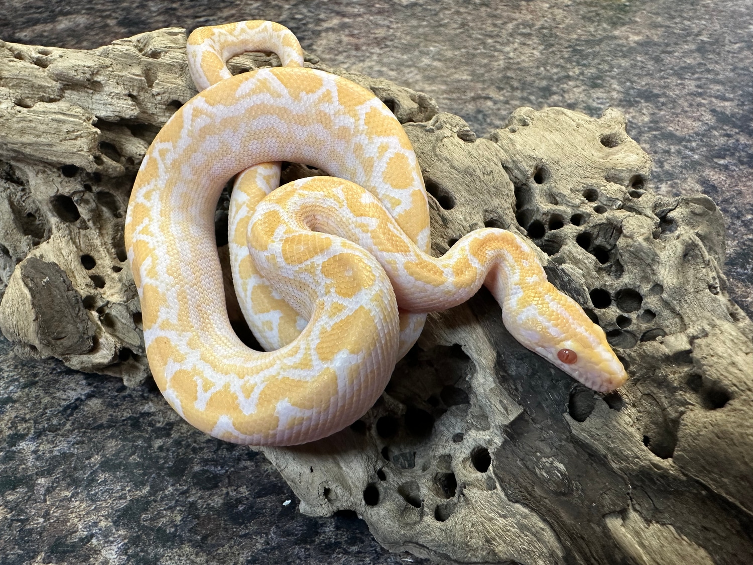 T- Albino Colombian Rainbow Boa by Xtreme Exotics - MorphMarket