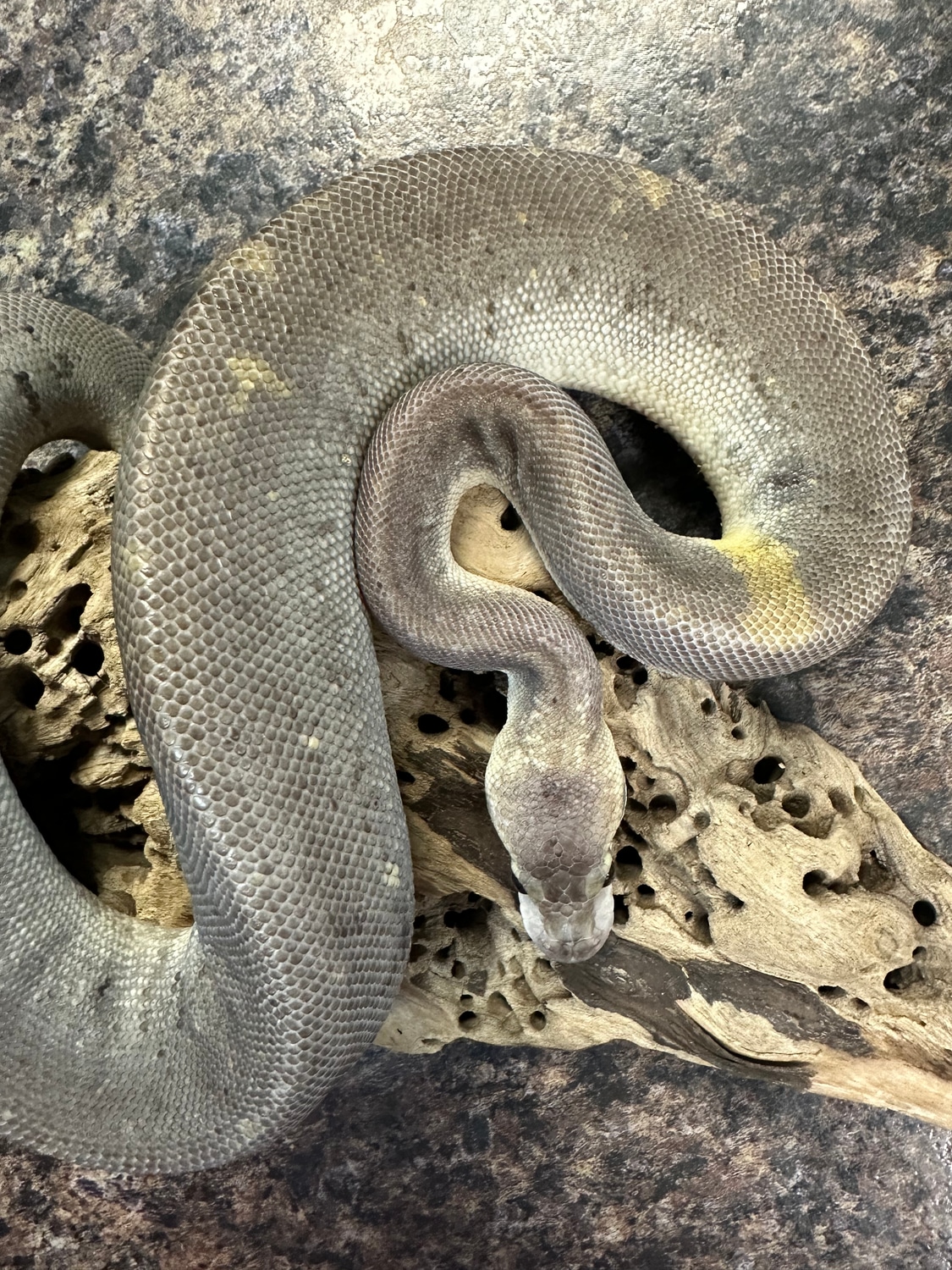 Super Pewter Ball Python by Xtreme Exotics - MorphMarket