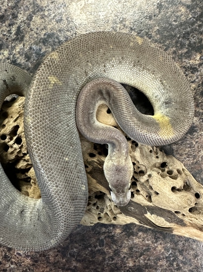 Super Pewter Ball Python by Xtreme Exotics