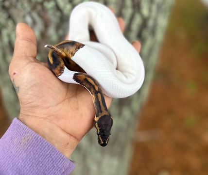 Xtreme Exotics - MorphMarket