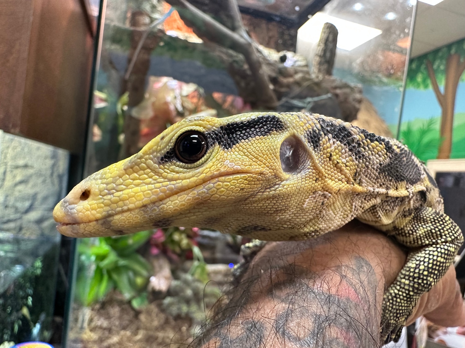 Young Beautiful Cumingi Water Monitor by Xtreme Exotics - MorphMarket