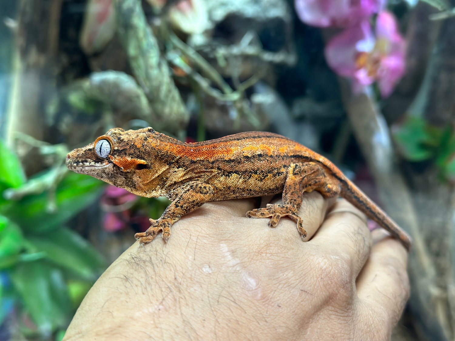 Gargoyle Geckos! by Xtreme Exotics - MorphMarket