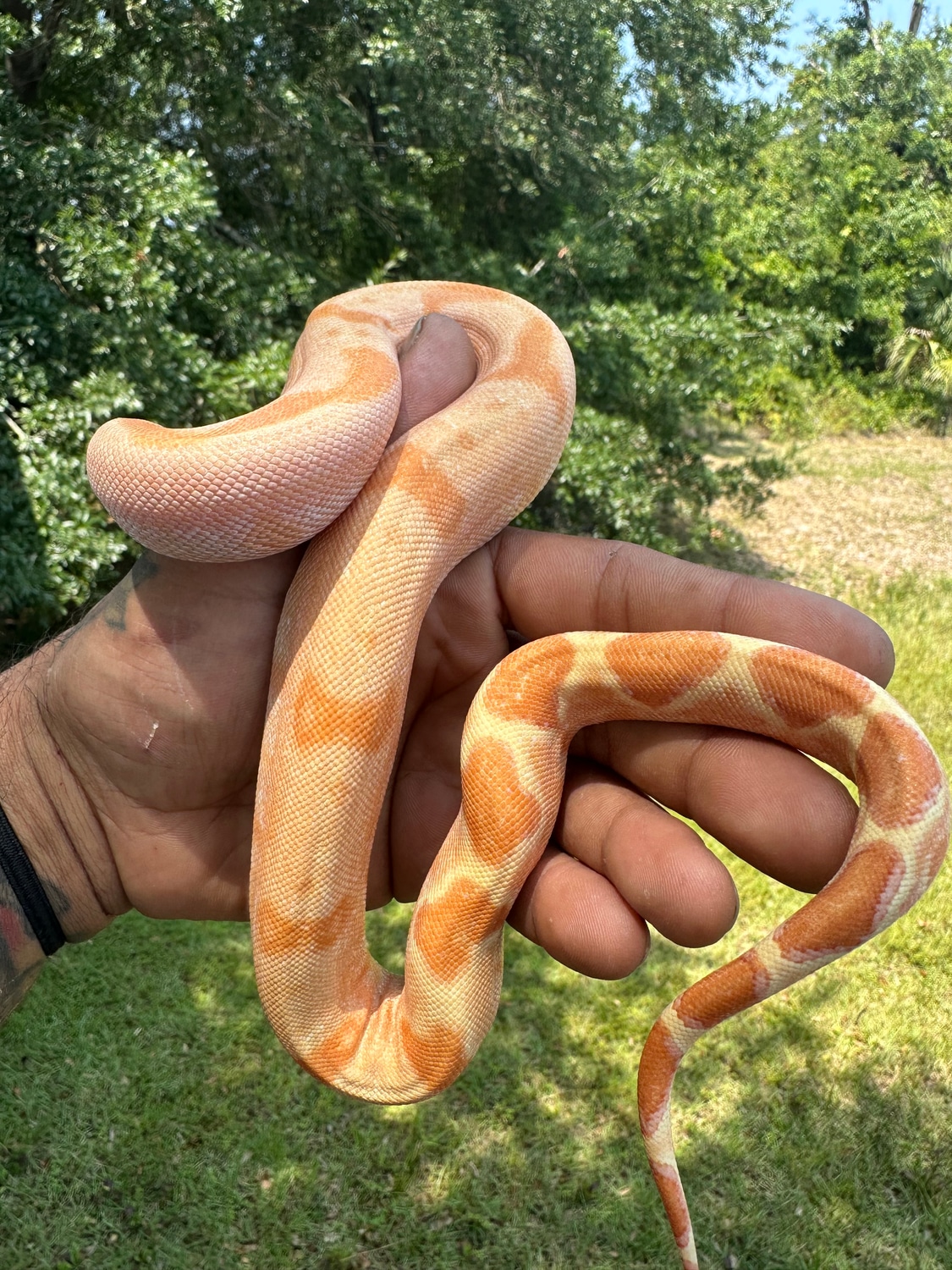 Purple Sharp Sunglow Boa Constrictor by Xtreme Exotics - MorphMarket