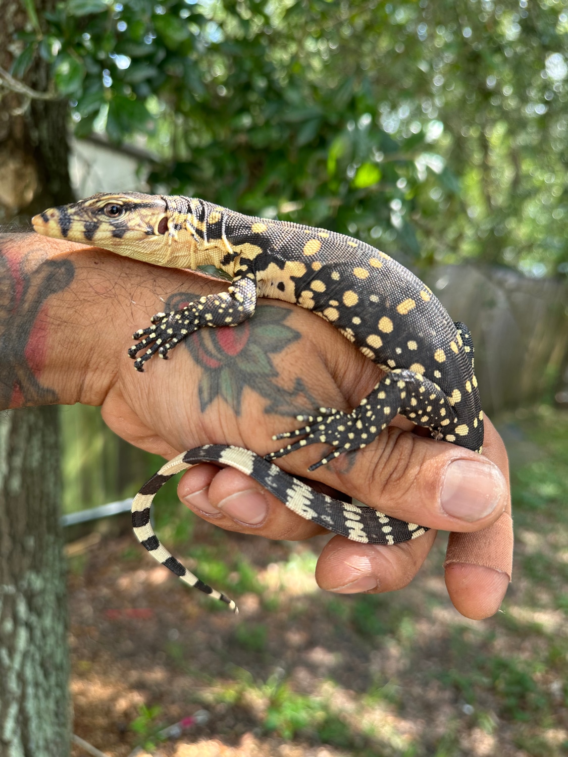 Guru Asian Water Monitor by Xtreme Exotics - MorphMarket