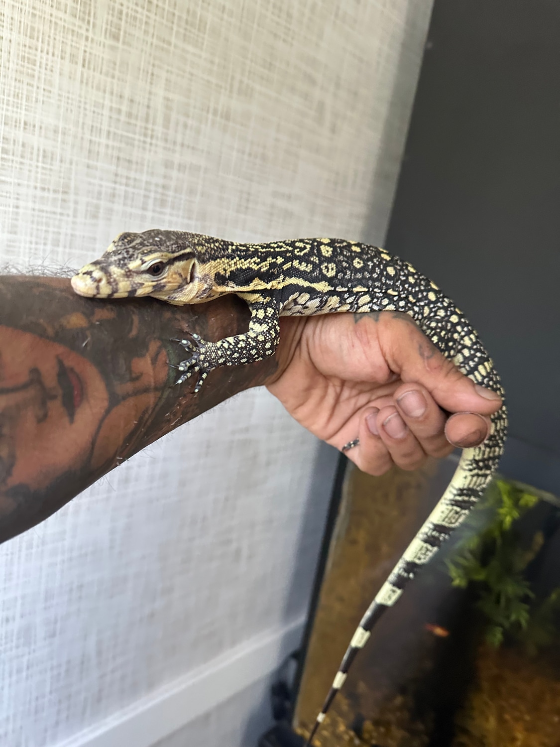 USCBB Celebensis ! Water Monitor by Xtreme Exotics - MorphMarket