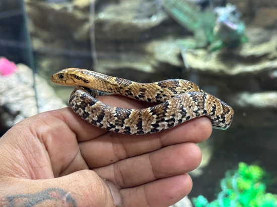 Baby False Water Cobras! by Xtreme Exotics