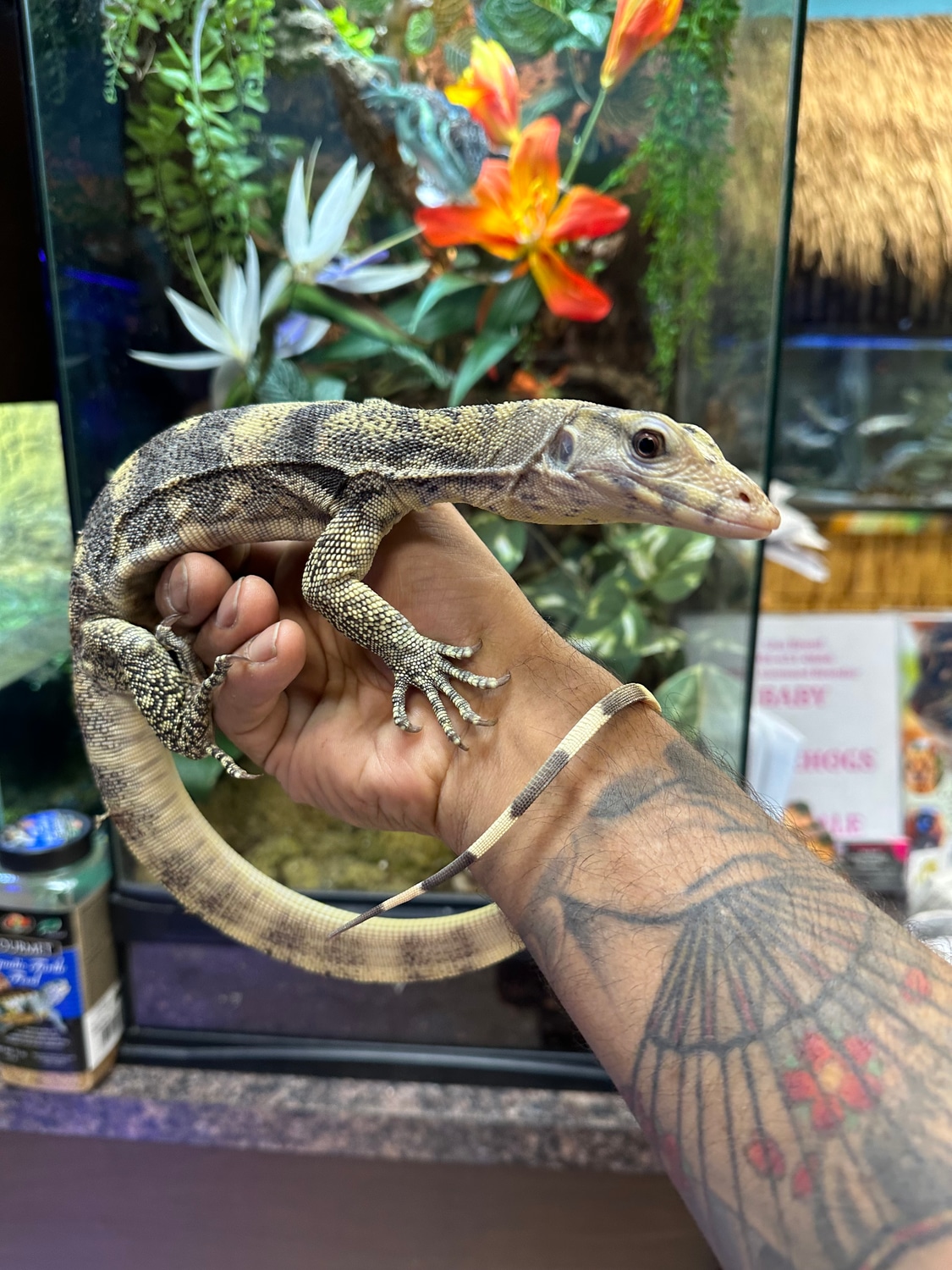 Super Friendly Sulphur Water Monitor by Xtreme Exotics - MorphMarket