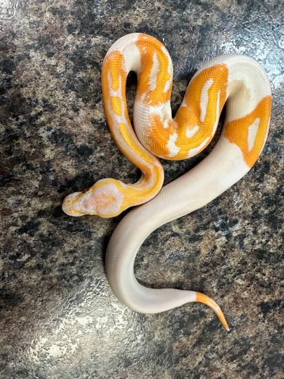 Dreamsicle Ball Python by Xtreme Exotics