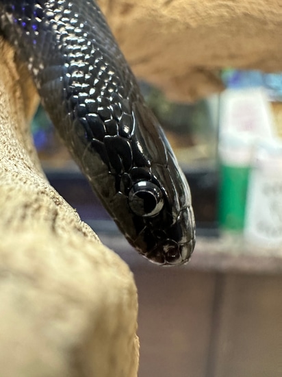 Baby Mexican Black King Ball Python by Xtreme Exotics